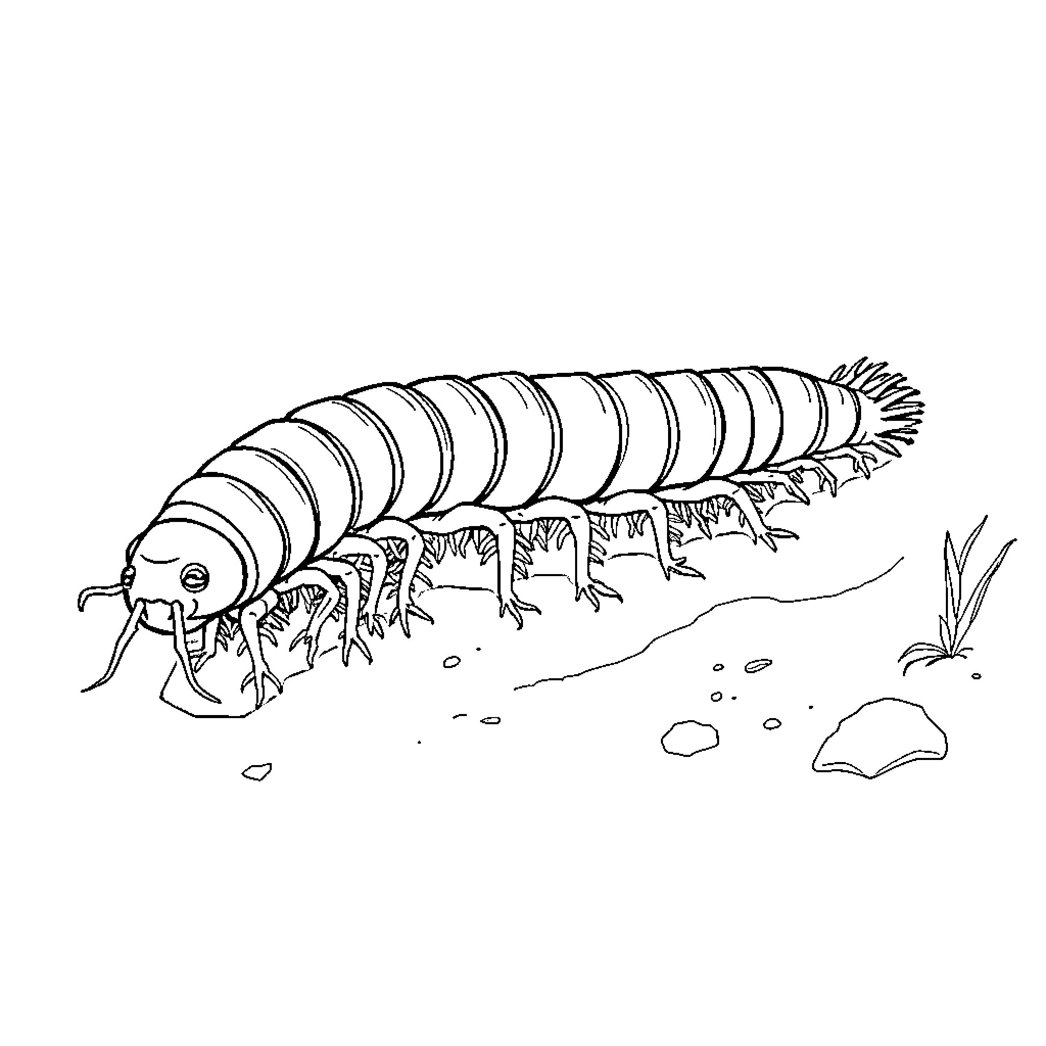 Best Centipede Coloring Pages (Free Printable PDF)
