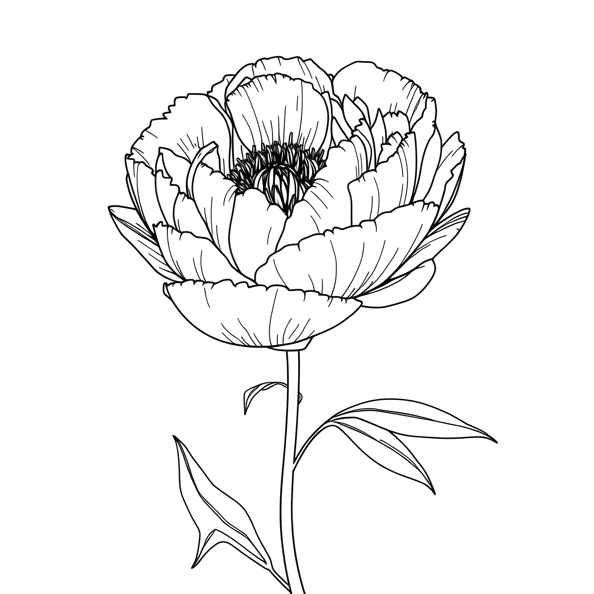 4 Best Peony Coloring Pages (Free Printable PDFs)