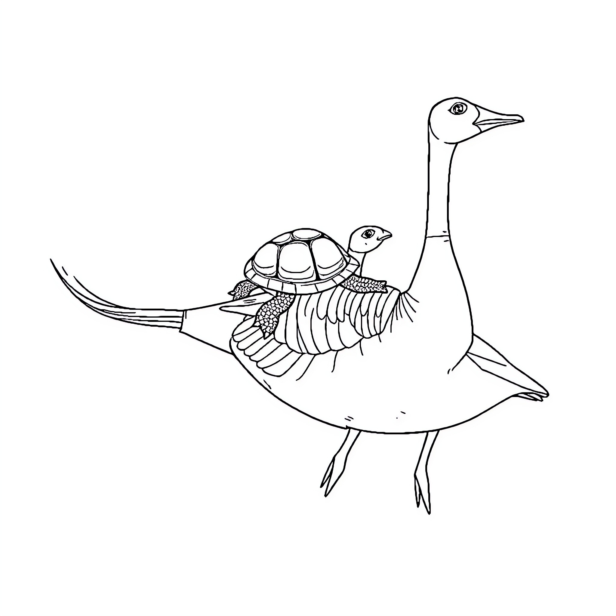 Best Tortoise Coloring Pages (Free Printable PDF)