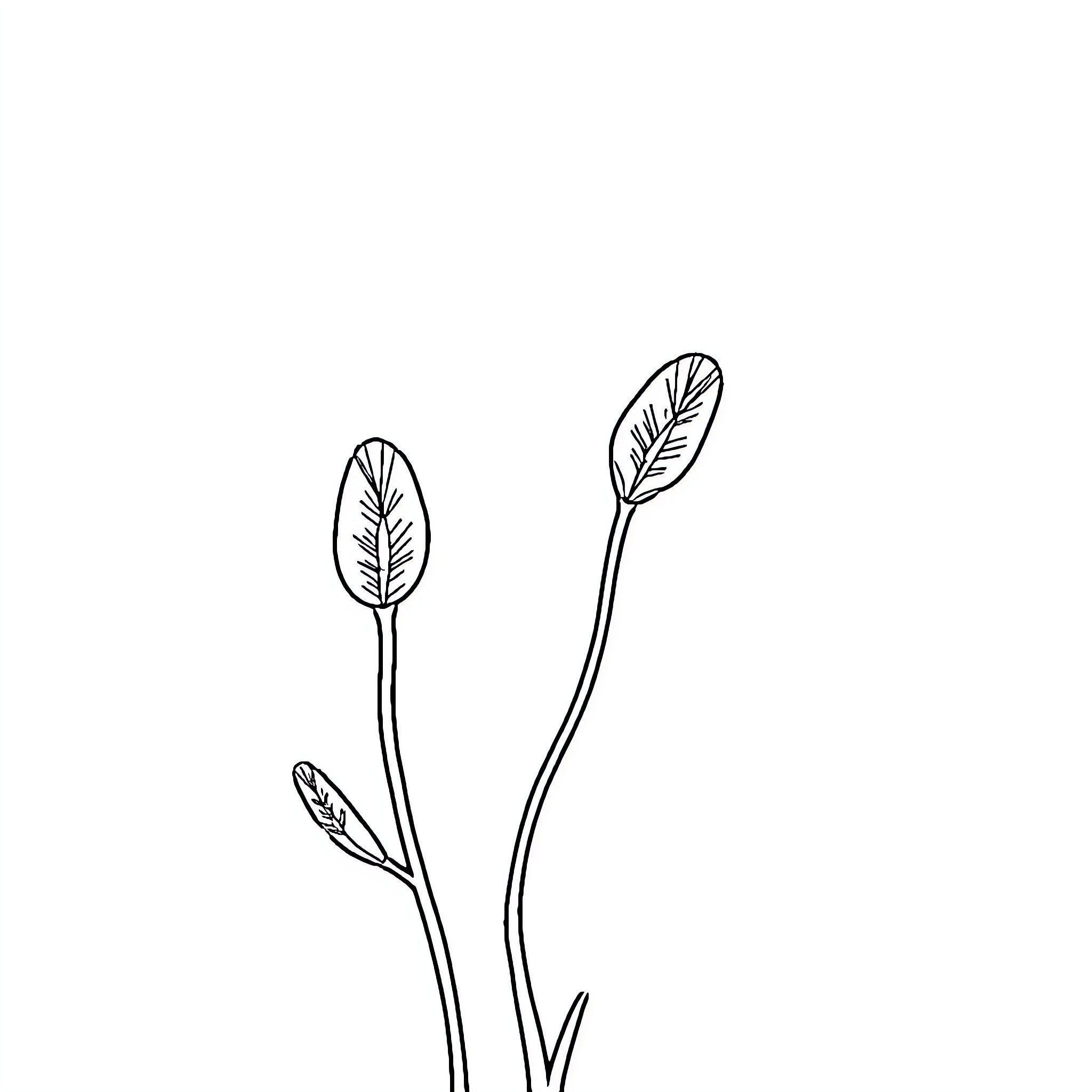Best Black Coloring Pages (Free Printable PDF)