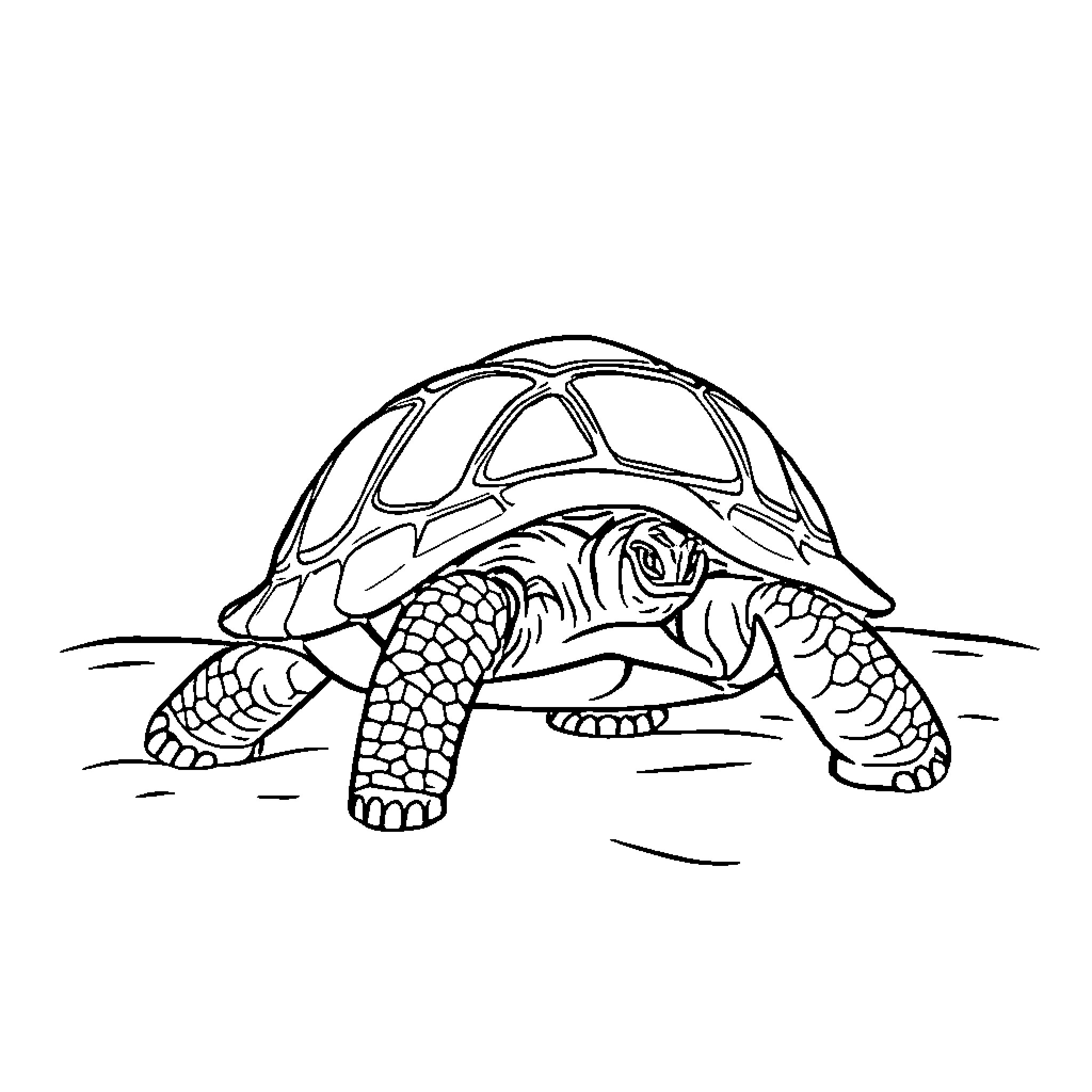 Best Tortoise Coloring Pages (Free Printable PDF)