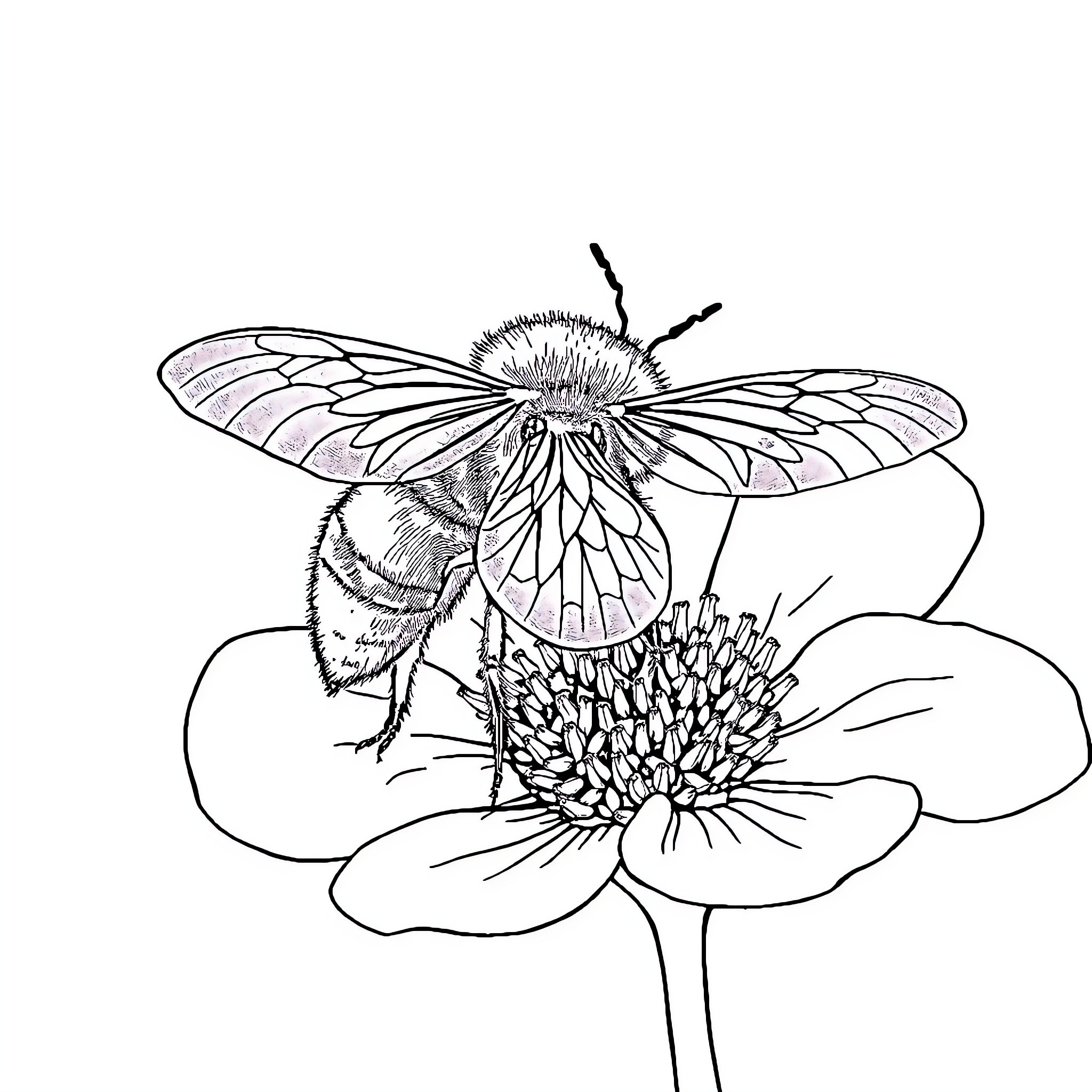 185 Best Bee Coloring Pages (Free Printable PDFs)