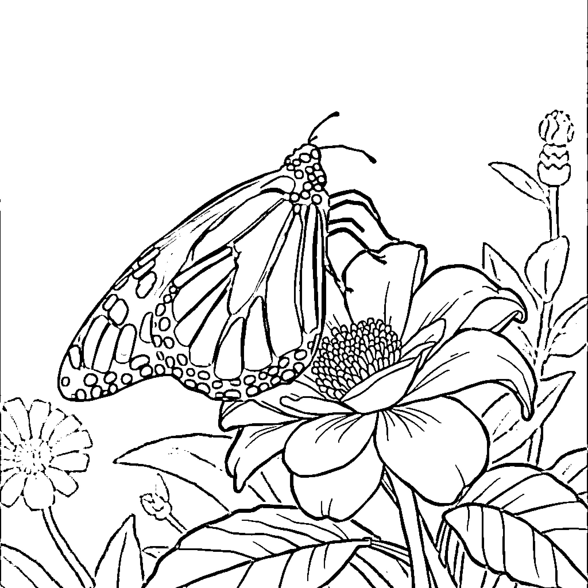 Best Monarch Butterfly Coloring Pages (Free Printable PDF)