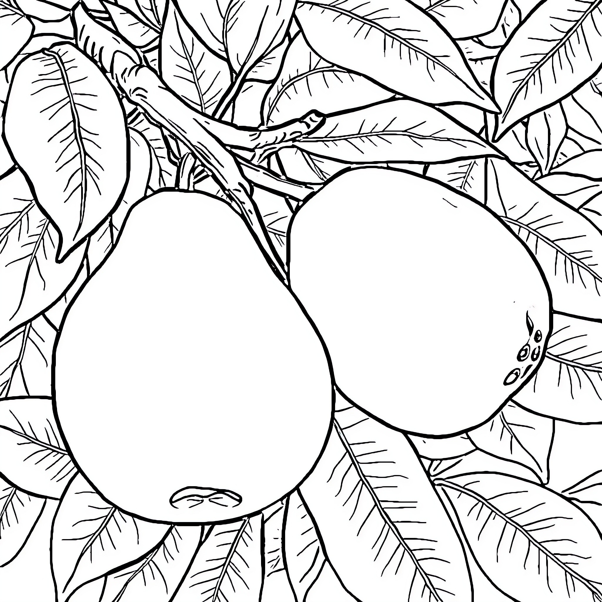Best Fruit Coloring Pages (Free Printable PDF)
