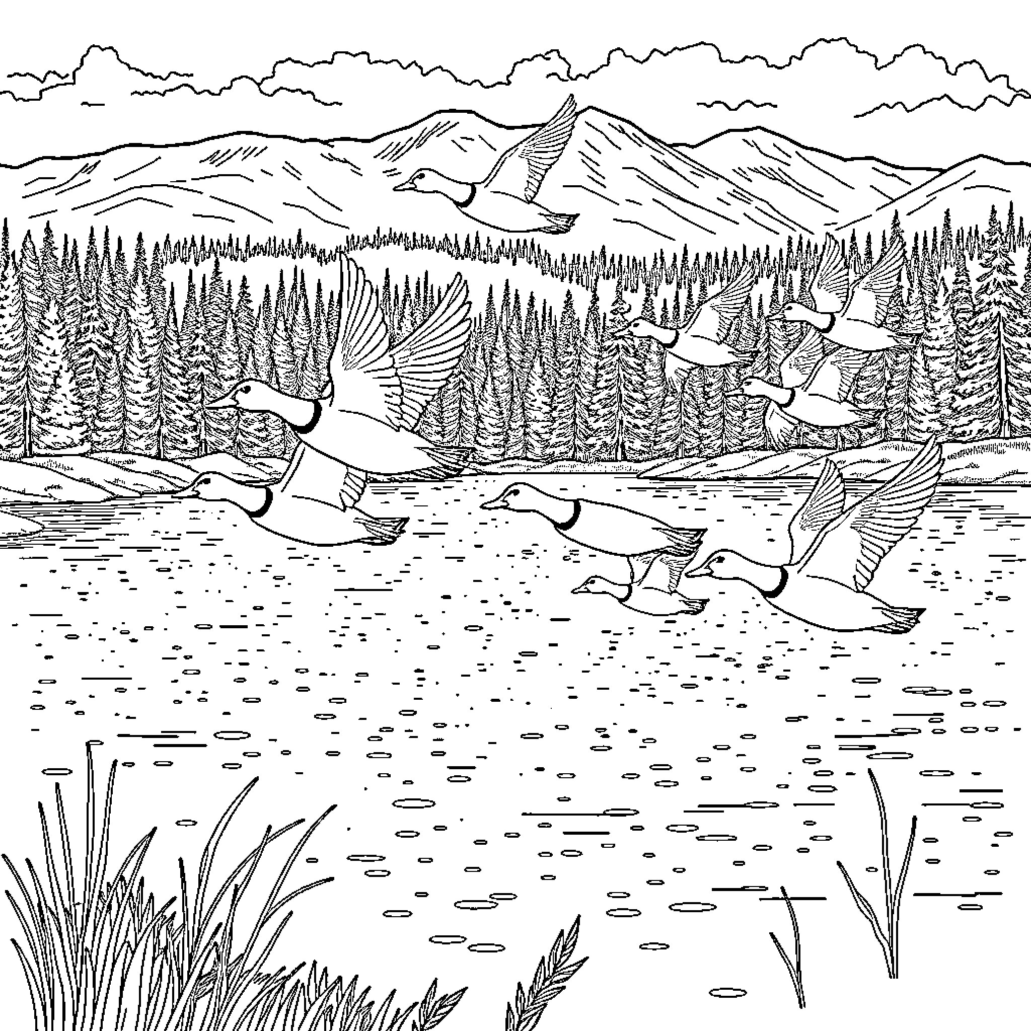 Best Mallard Coloring Pages (Free Printable PDF)