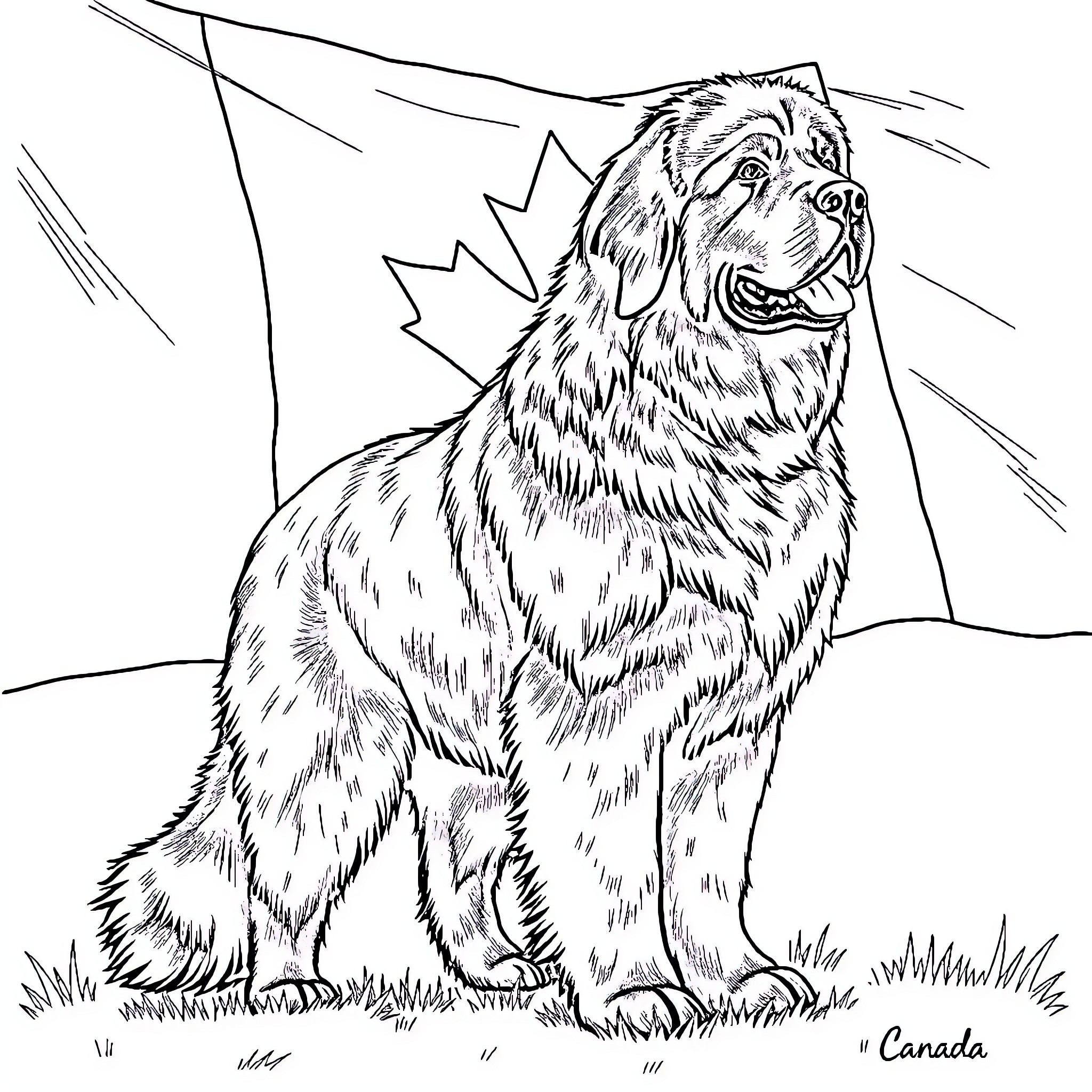 Best Newfoundland Dog Coloring Pages (Free Printable PDF)