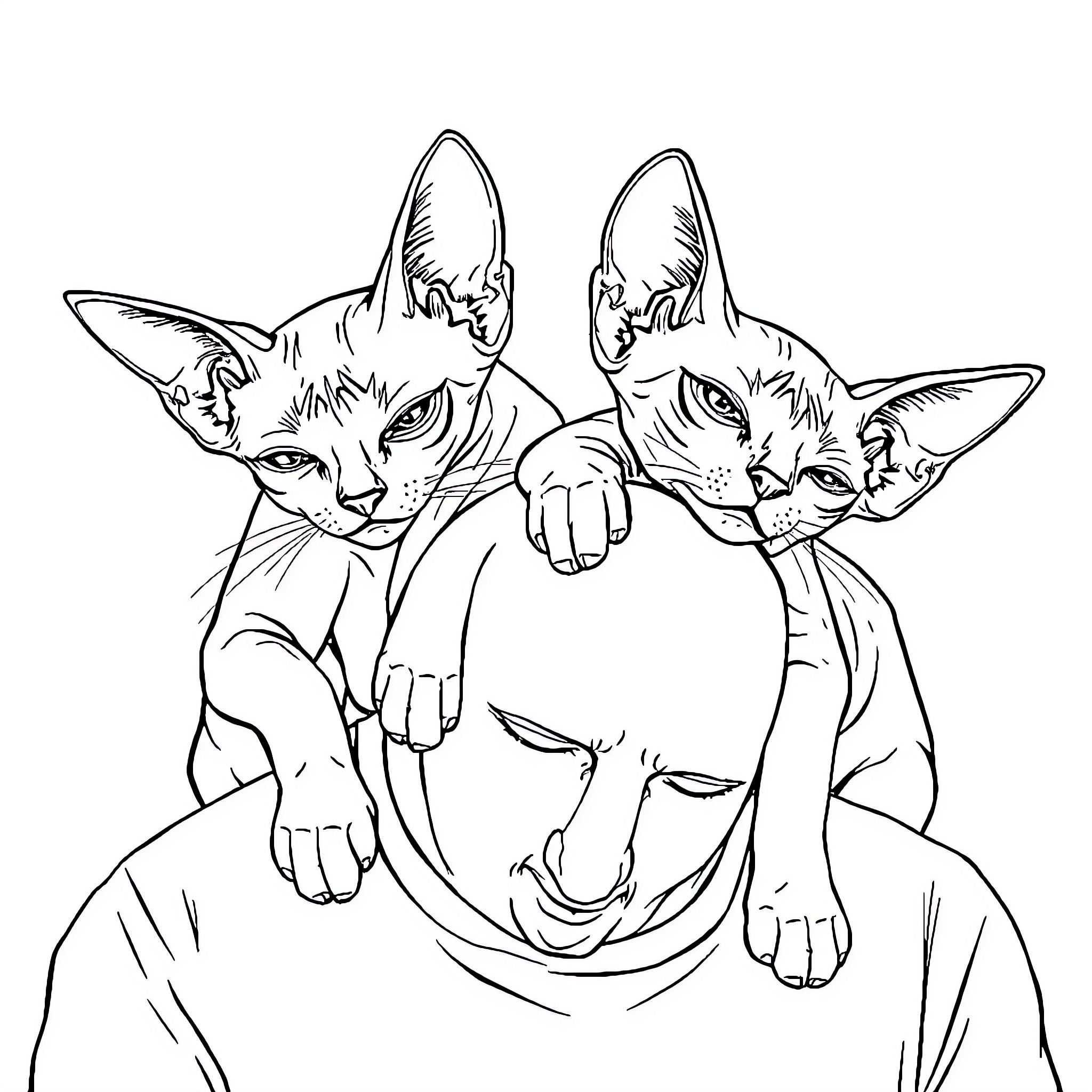 9 Best Sphynx Cat Coloring Pages (Free Printable PDFs)