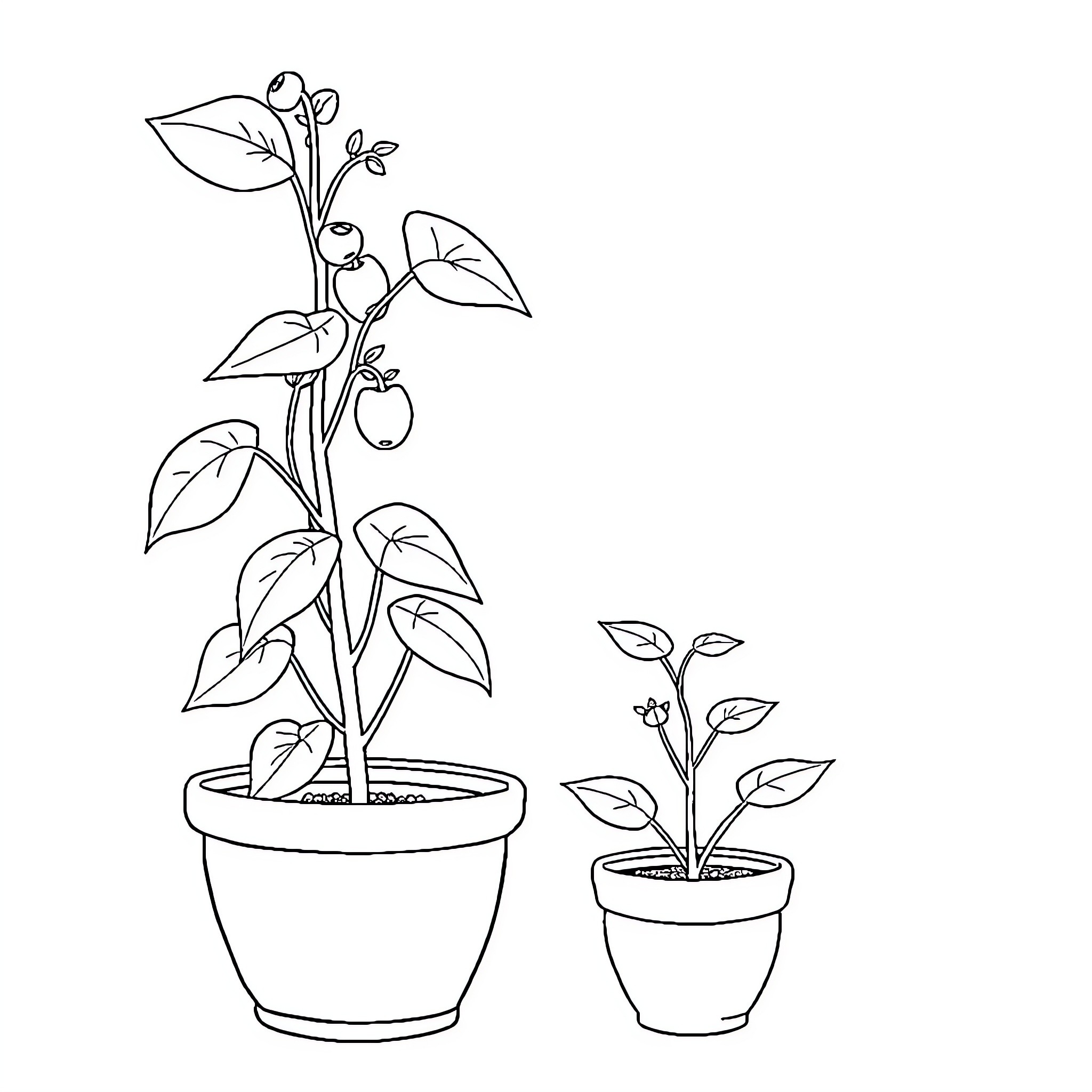 Best Pea Plant Coloring Pages (Free Printable PDF)
