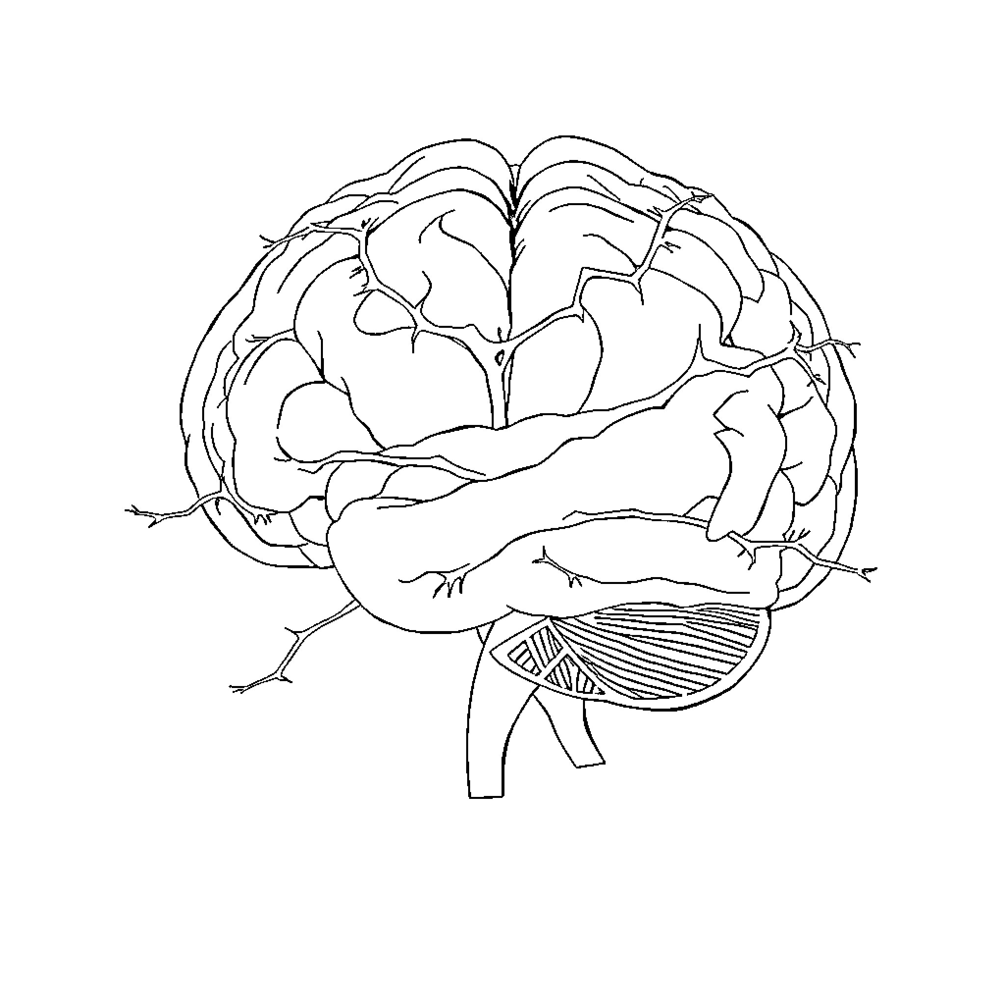 Best Cerebral Synapse Coloring Pages (Free Printable PDF)