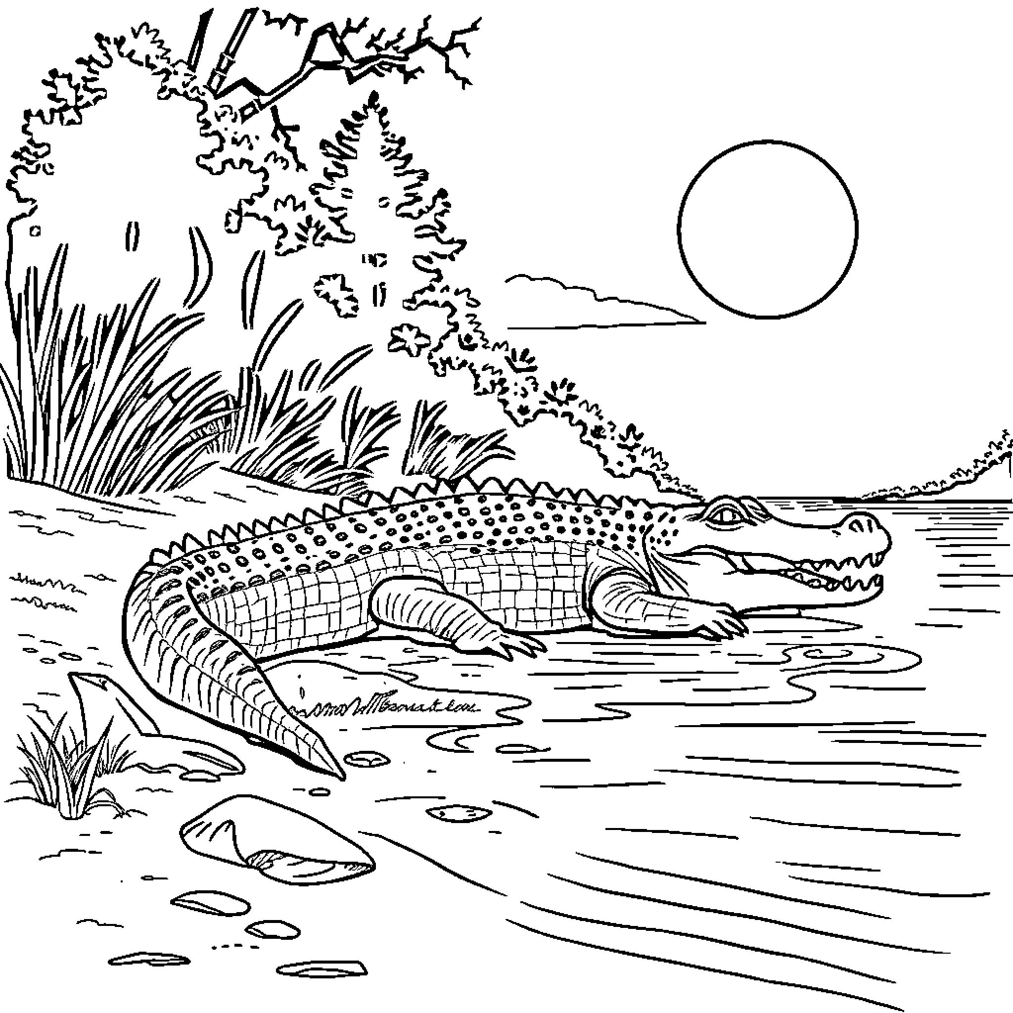 Best Crocodile Coloring Pages (Free Printable PDF)