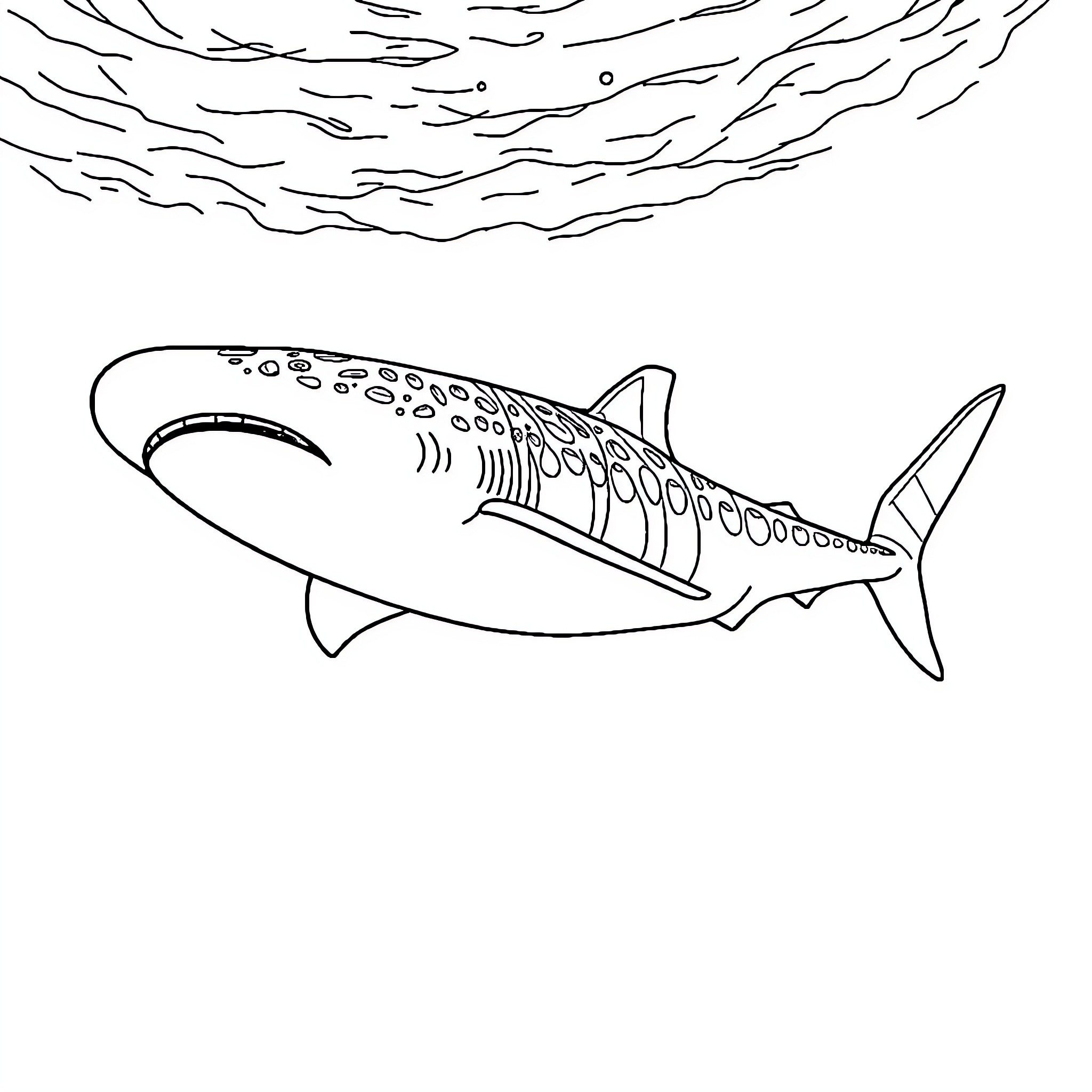 Best Whale Shark Coloring Pages (Free Printable PDF)
