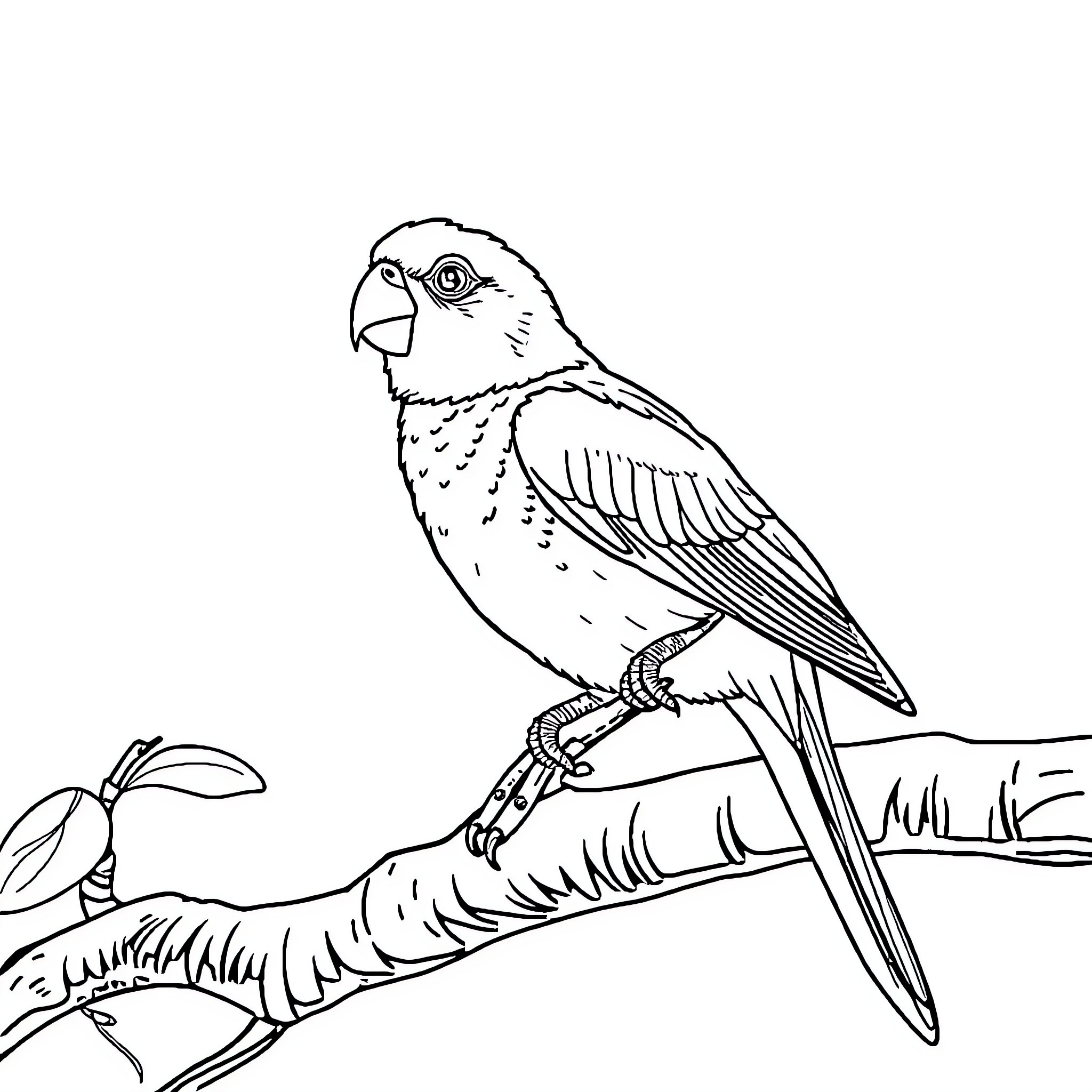 Best Sun Conure Coloring Pages (Free Printable PDF)