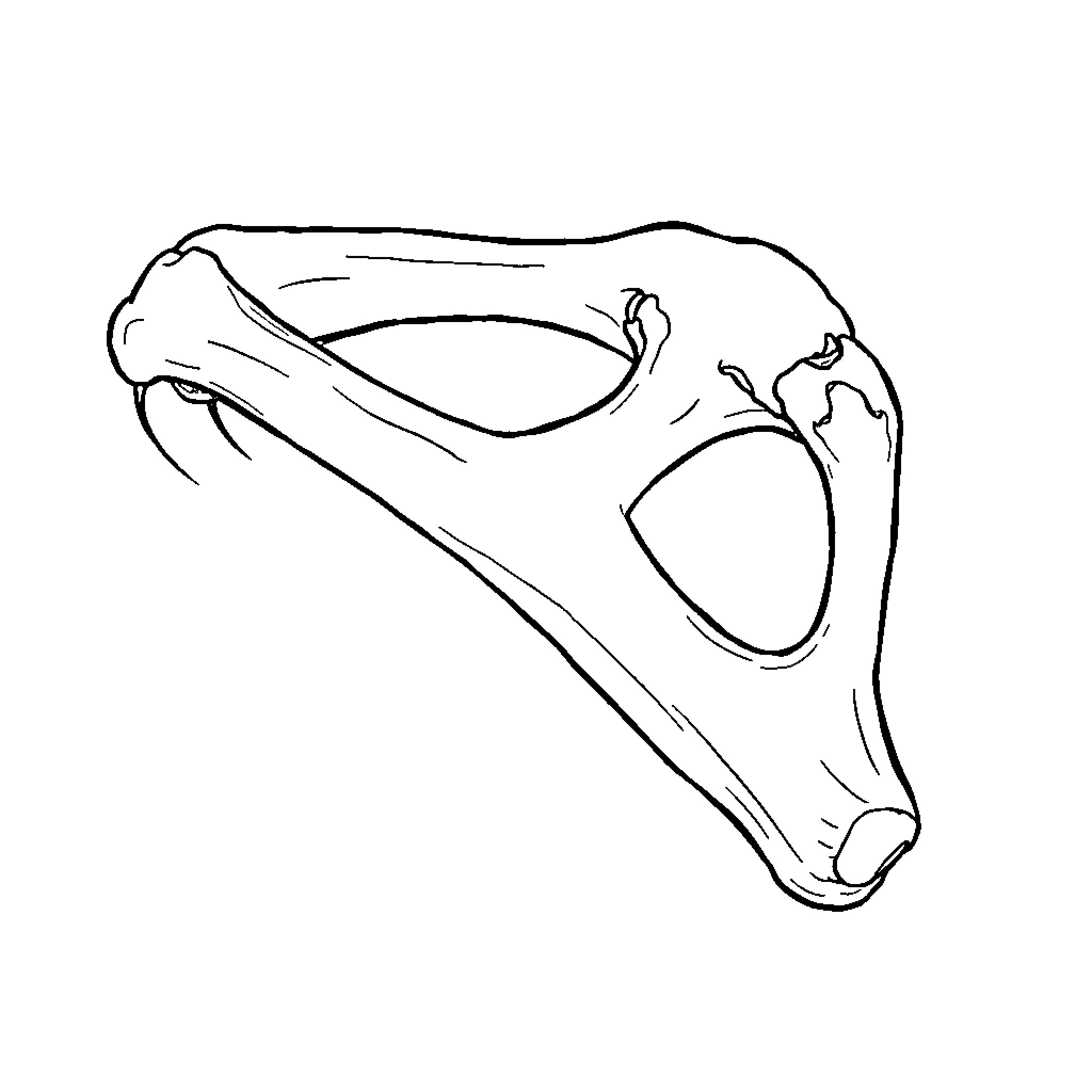 Best Humerus Bone Coloring Pages (Free Printable PDF)