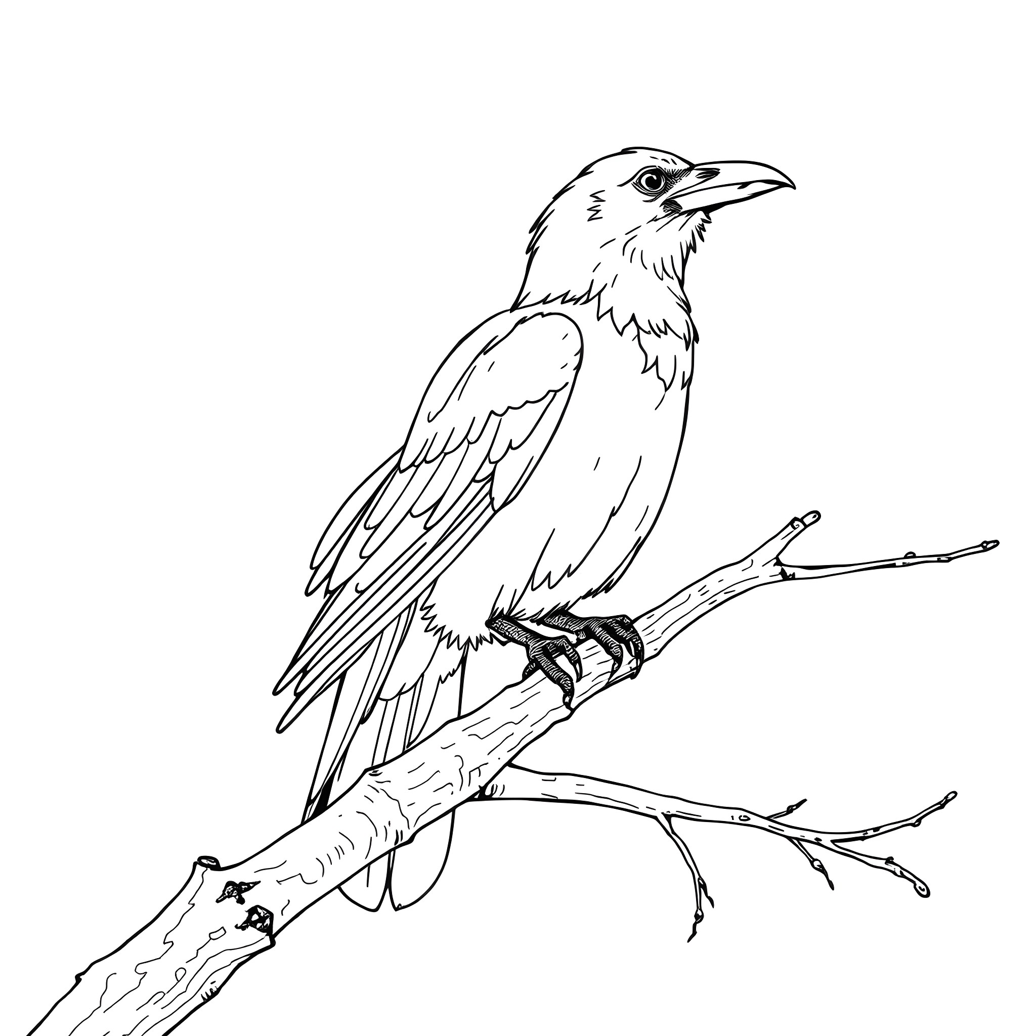 Best Crow Coloring Pages (Free Printable PDF)