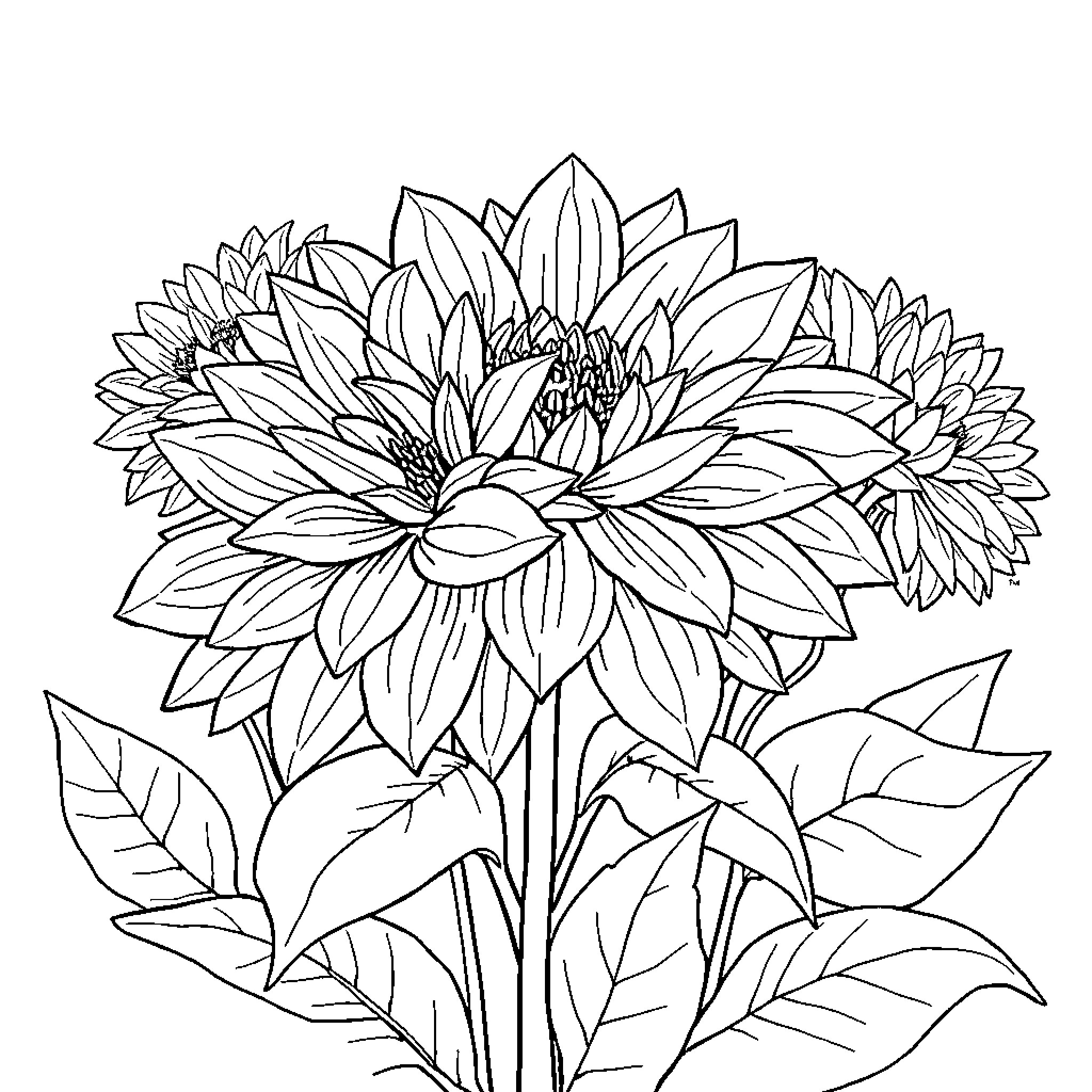 Best Mandela Coloring Pages (Free Printable PDF)